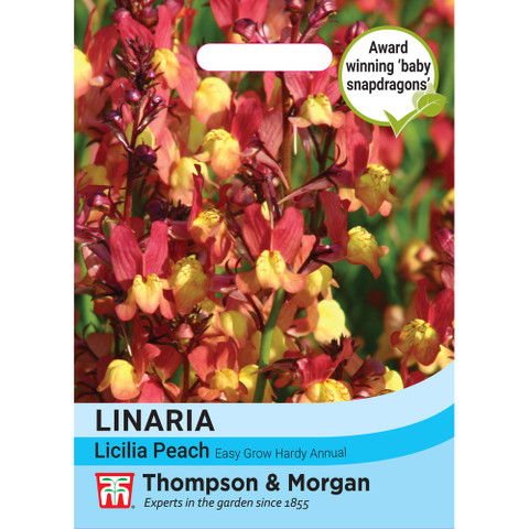 Linaria maroccana Licilia Peach - Mr Middleton Garden Shop