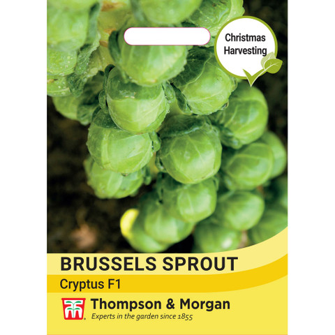 Brussels Sprout Cryptus F1 - Mr Middleton Garden Shop