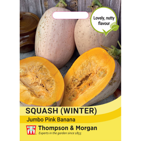 Squash Winter Jumbo Pink Banana - Mr Middleton Garden Shop
