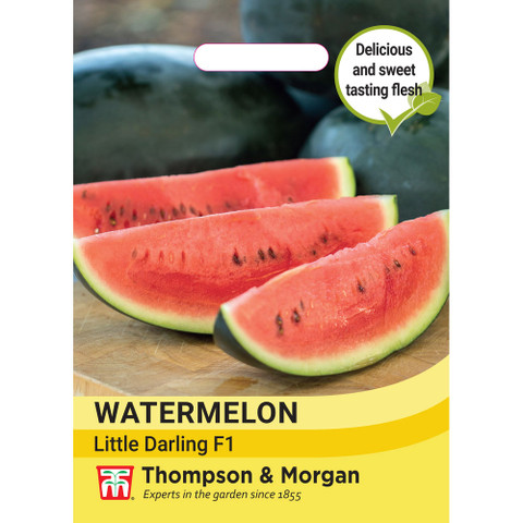 Watermelon Little Darling F1 - Mr Middleton Garden Shop