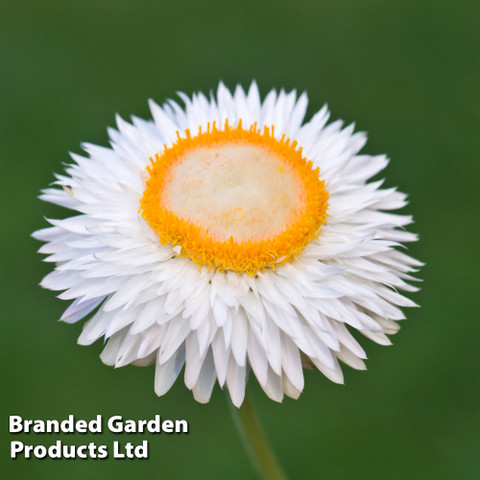 Helichrysum Bracteatum White - Mr Middleton Garden Shop
