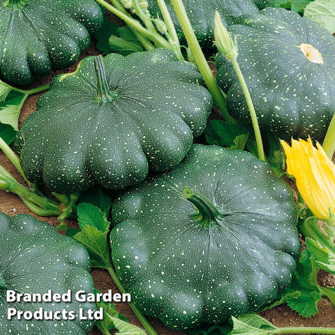 Patty Pan Squash Green Disc F1 - New Kew Collection - Mr Middleton ...