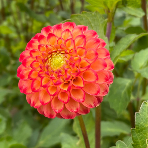 Dahlia Kasasagi (OD) - Mr Middleton Garden Shop