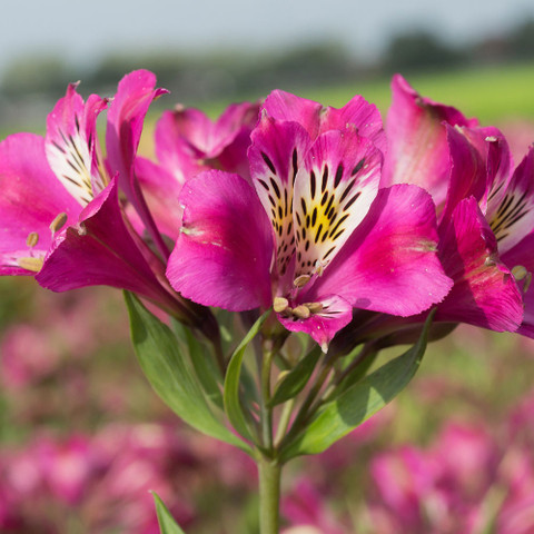 Alstroemeria Majestic Montsoreau - Mr Middleton Garden Shop