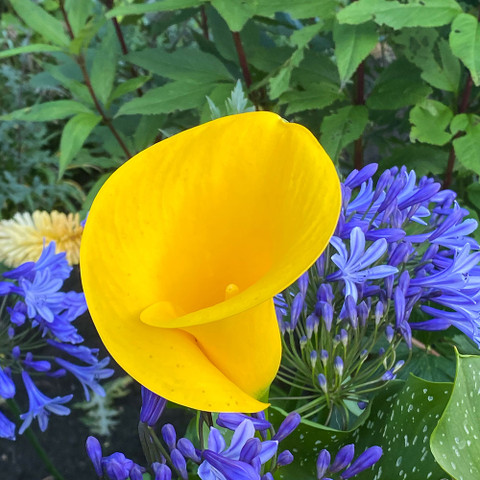 Calla Millennium Gold (OD) - Mr Middleton Garden Shop