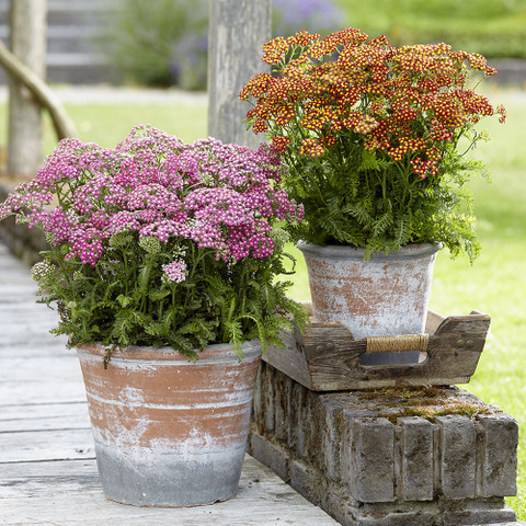 Achillea Milly Rock - Mr Middleton Garden Shop