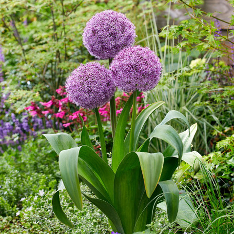 Allium Party Balloons - Mr Middleton Garden Shop