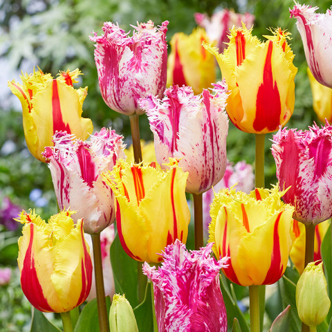 Tulip Artistic Graffity (WEB) - Mr Middleton Garden Shop