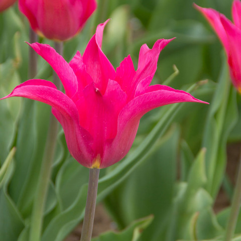Tulip Oriental Pearl (WEB) - Mr Middleton Garden Shop