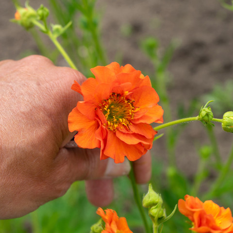 Geum Miss Clementine (OD) - Mr Middleton Garden Shop