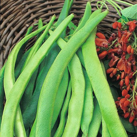 Runner Bean 'Enorma' - Mr Middleton Garden Shop