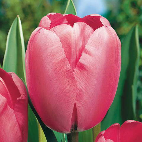 Tulip Pink impression - Mr Middleton Garden Shop
