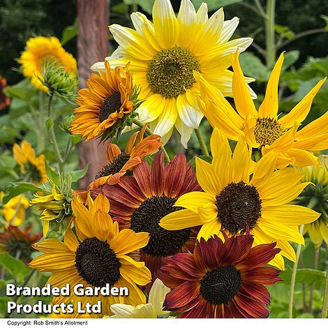 Sunflower 'Beaches Mix' - Mr Middleton Garden Shop