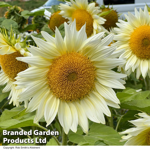 Sunflower Pro Cut 'White Lite' F1 - Mr Middleton Garden Shop