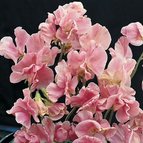 Sweet Pea 'Tickled Pink' - (KEW FLW) - Mr Middleton Garden Shop
