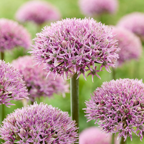 Allium 'New York' - Mr Middleton Garden Shop