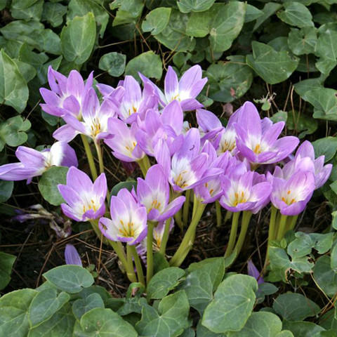 Colchicum 'The Giant' - Mr Middleton Garden Shop
