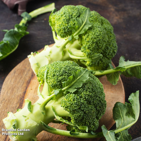 Broccoli Green Magic - Mr Middleton Garden Shop