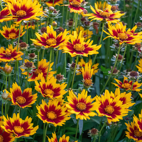 Coreopsis Solar Jewels - Mr Middleton Garden Shop