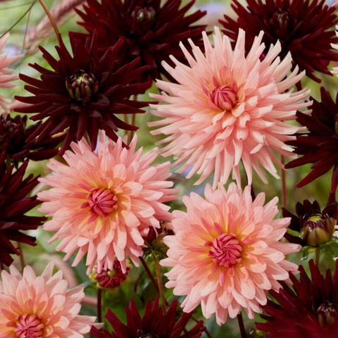 Dahlia Peach Noir - Mr Middleton Garden Shop