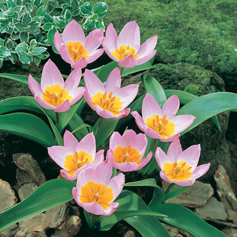 Tulip Bakeri Lilac Wonder (WEB) - Mr Middleton Garden Shop