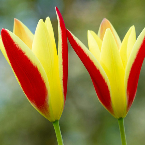 Tulip Clausiana Tinka (WEB) - Mr Middleton Garden Shop