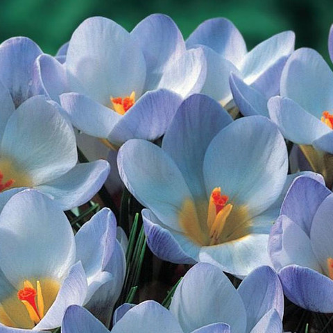 Crocus Blue Pearl - Mr Middleton Garden Shop