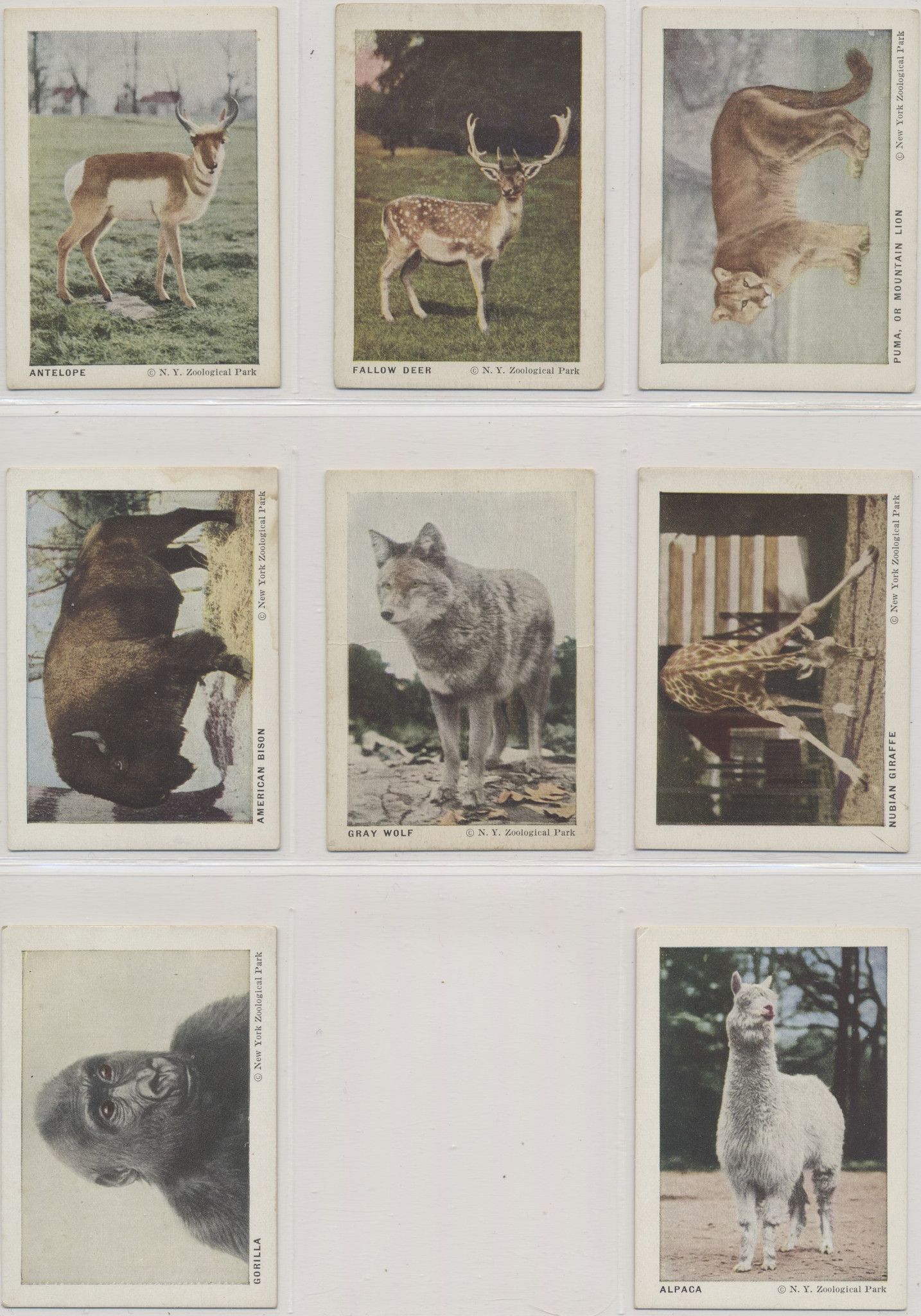 1933 F55 Frostick Animals Cards Lot 17 of 42 #*sku36098