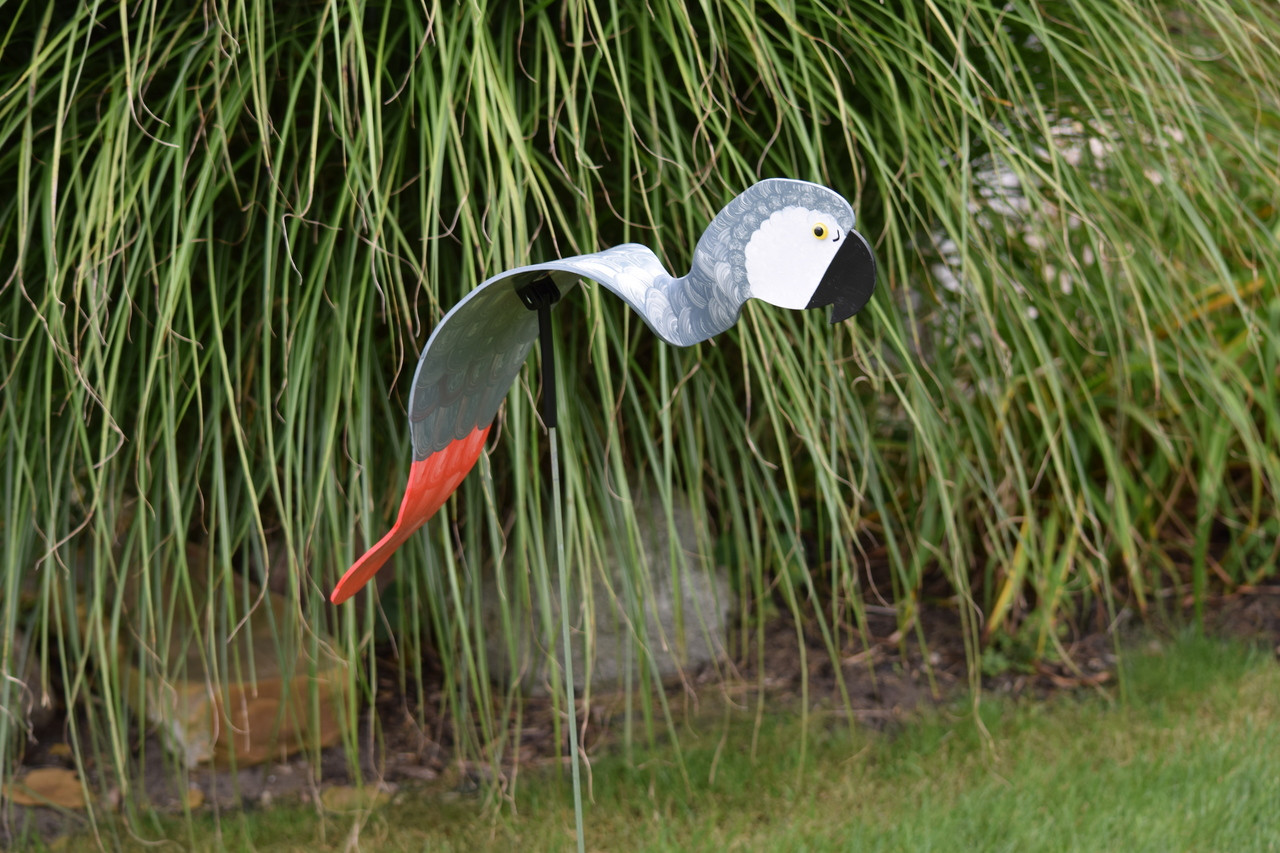 Royal African Grey Parrot - Florida Dancing Birds®