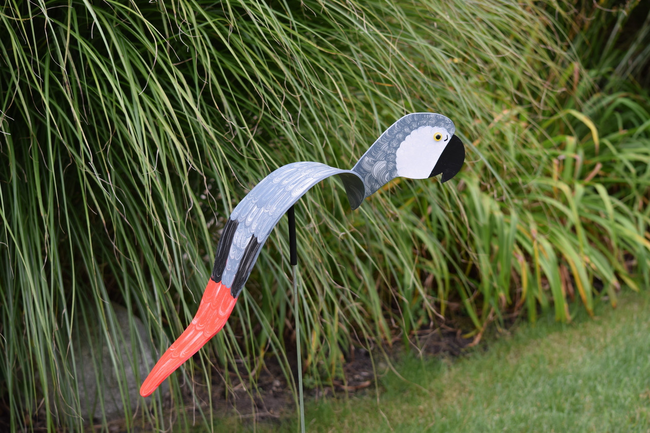 Royal African Grey Parrot - Florida Dancing Birds®