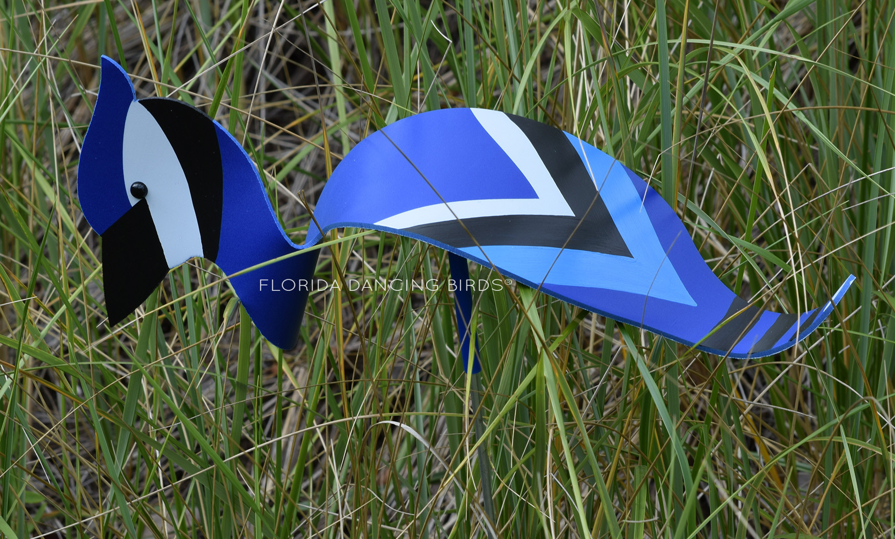 Blue Jay - Florida Dancing Birds®