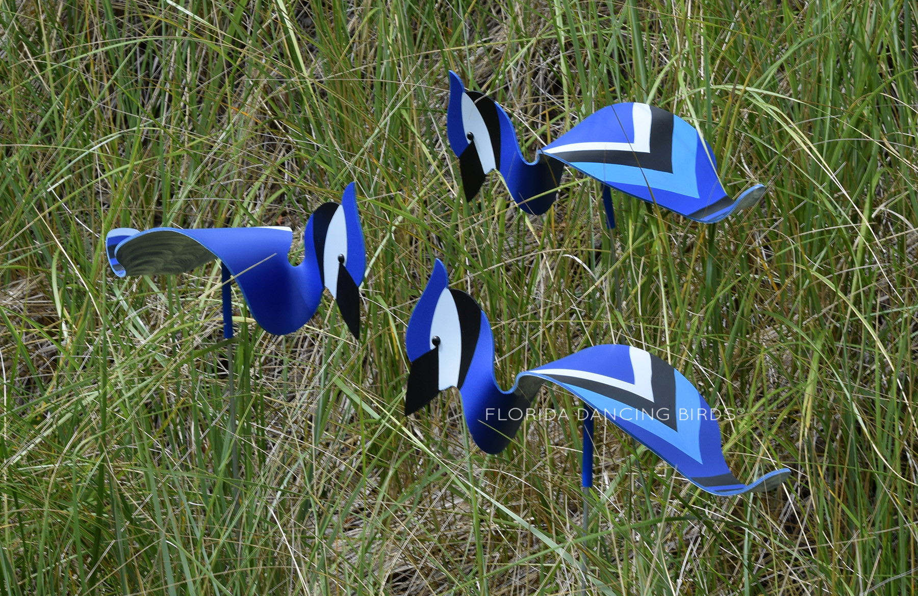 Blue Jay - Florida Dancing Birds®