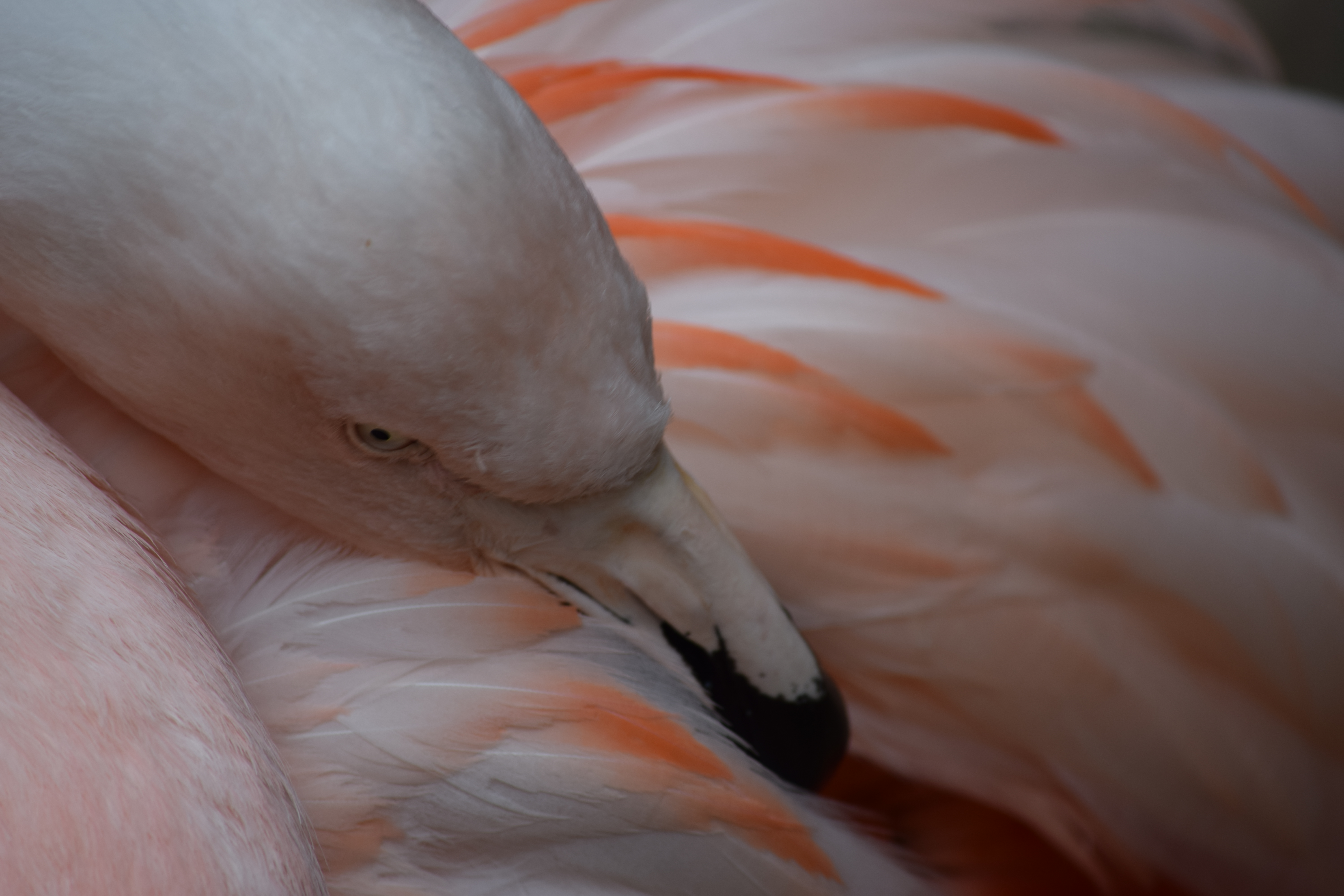 Can Flamingos Swim? - Florida Dancing Birds®