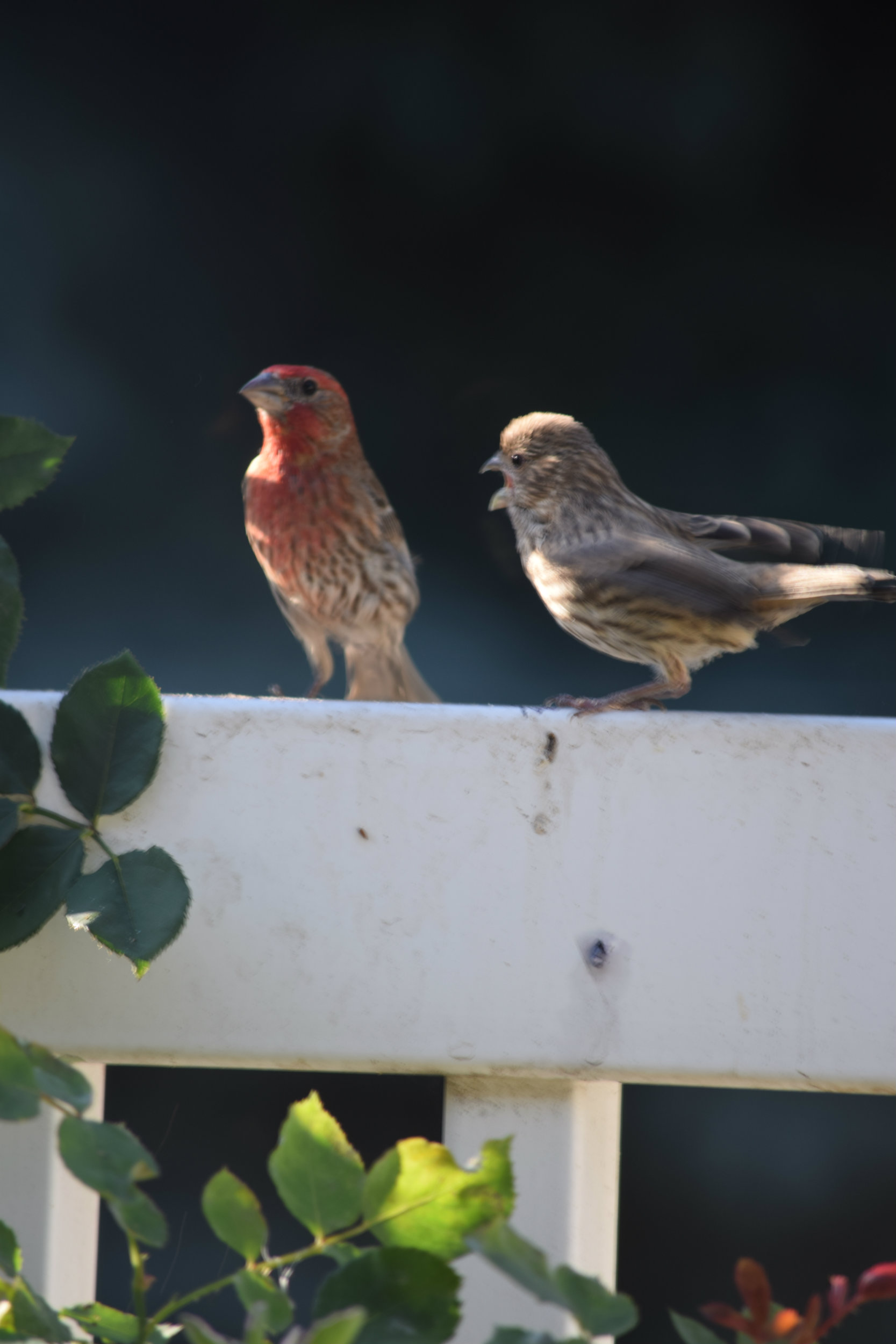 Backyard Buddies - Florida Dancing Birds®