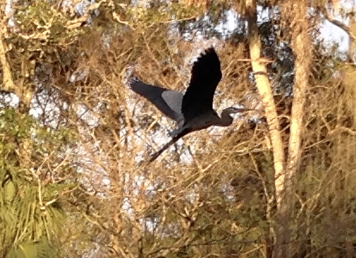 On the Wing - Florida Dancing Birds®