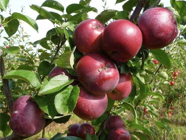 Spartan Apple Trees - Grow Your Own Apples