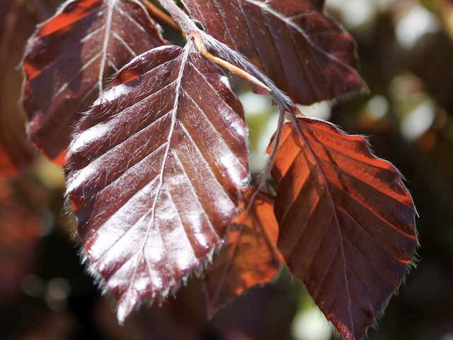 Purple Beech Bare Root Hedging Plants - 25 Pack