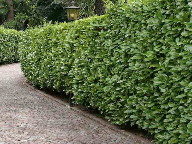 Hedging Plants - Bare Root Hedging Plants