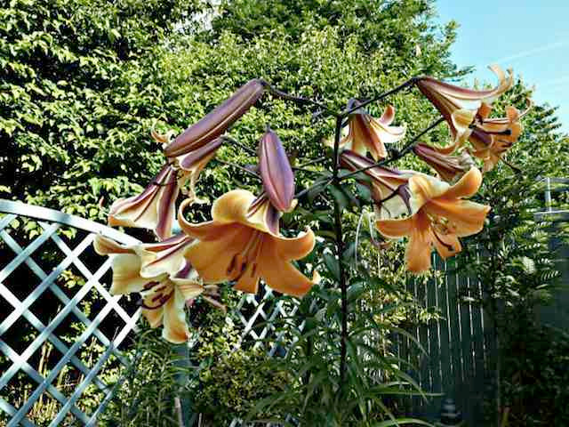 Lilium 'African Queen'