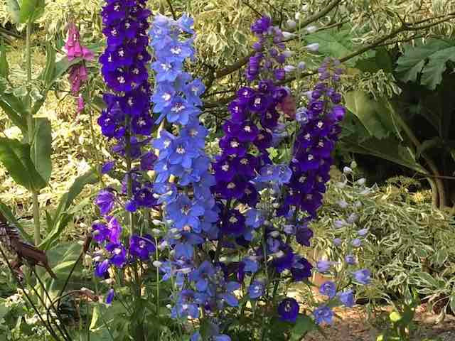 Delphinium - Magic Fountains Series - Dark Blue (Flower Plants)
