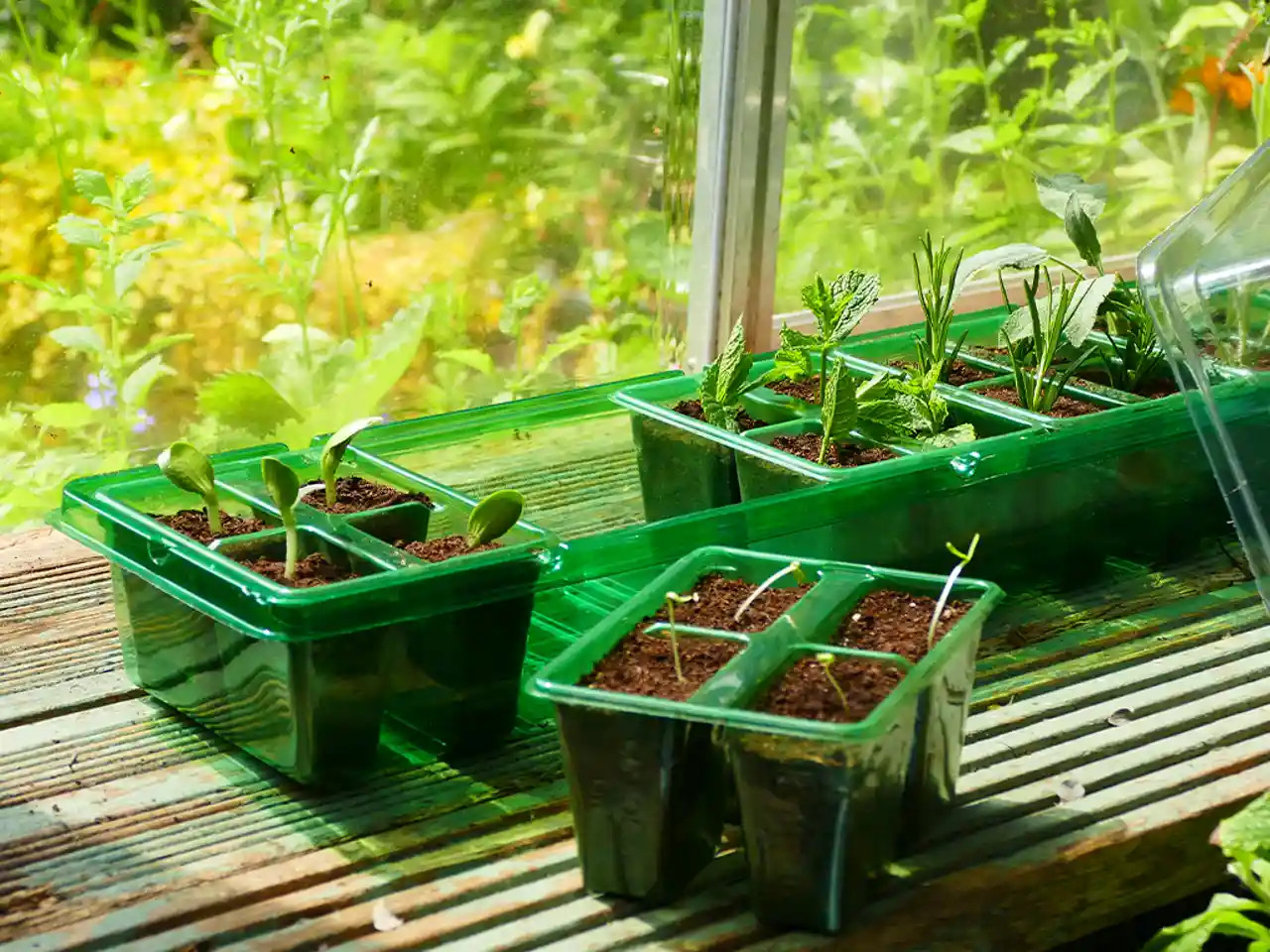 Propagators For Propagating Vegetable Seeds