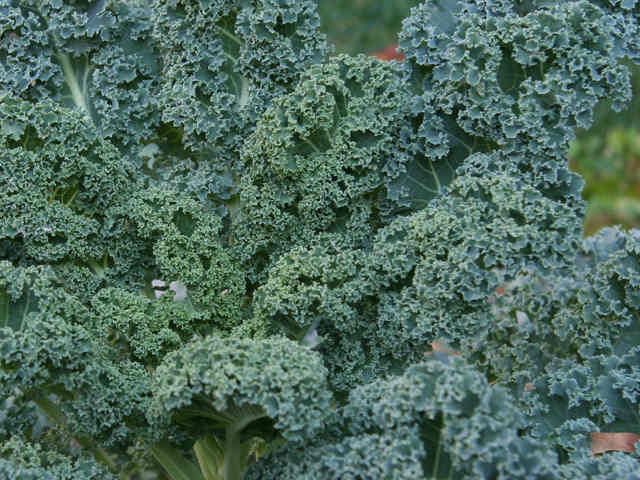 Kale Seeds - Grow Your Own 'Redbor' Kale