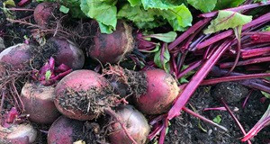 How to Grow Beetroot