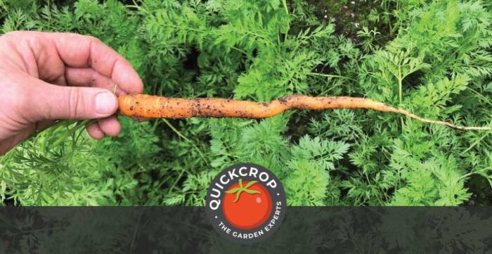 How to Protect Cabbages and Carrots from 2 Common Pests