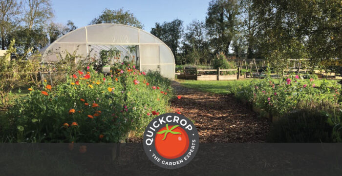 What to Grow in the Polytunnel in Winter