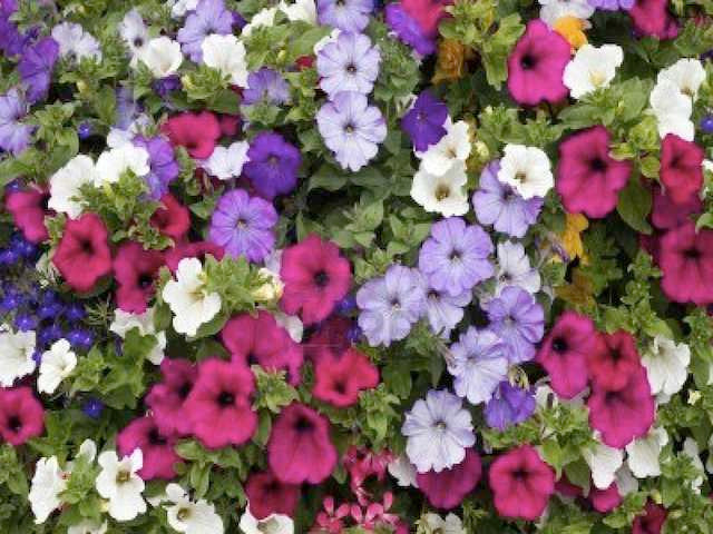 42 Cell Flower Seedling Tray