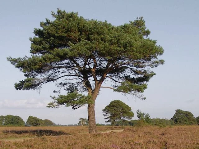Scots pine - Pinus Sylvestris