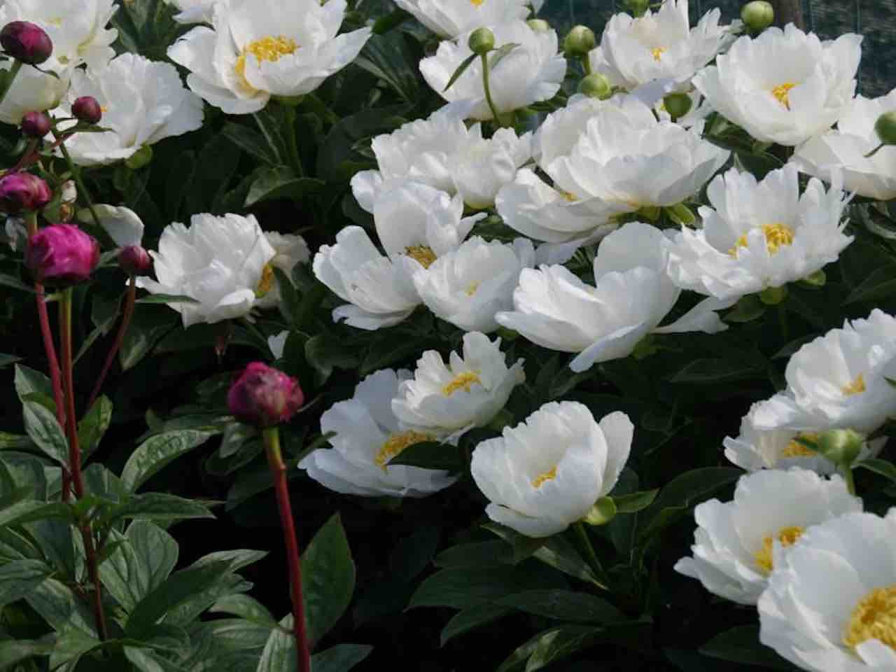 Chinese Peony Jan Van Leeuwen
