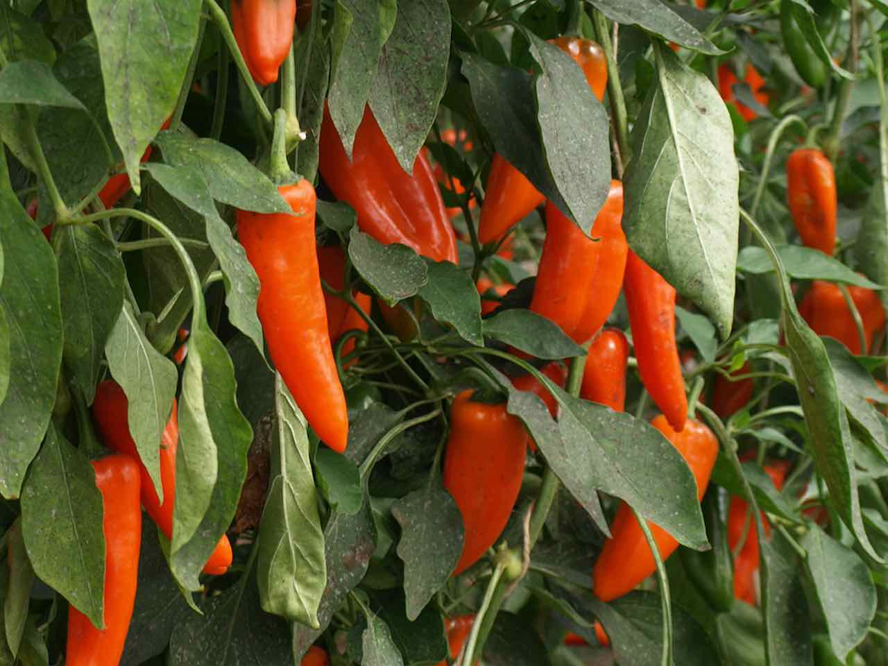 Lady Lou Tapered Peppers