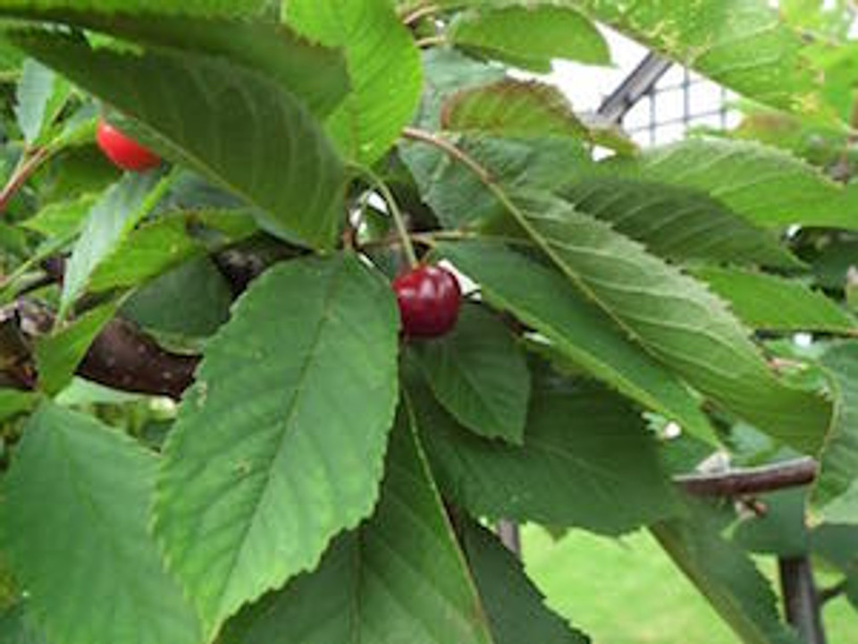 10pk Wild Cherry Trees